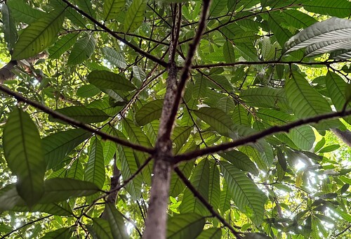 Subspecies Knema latericia ridleyi · iNaturalist