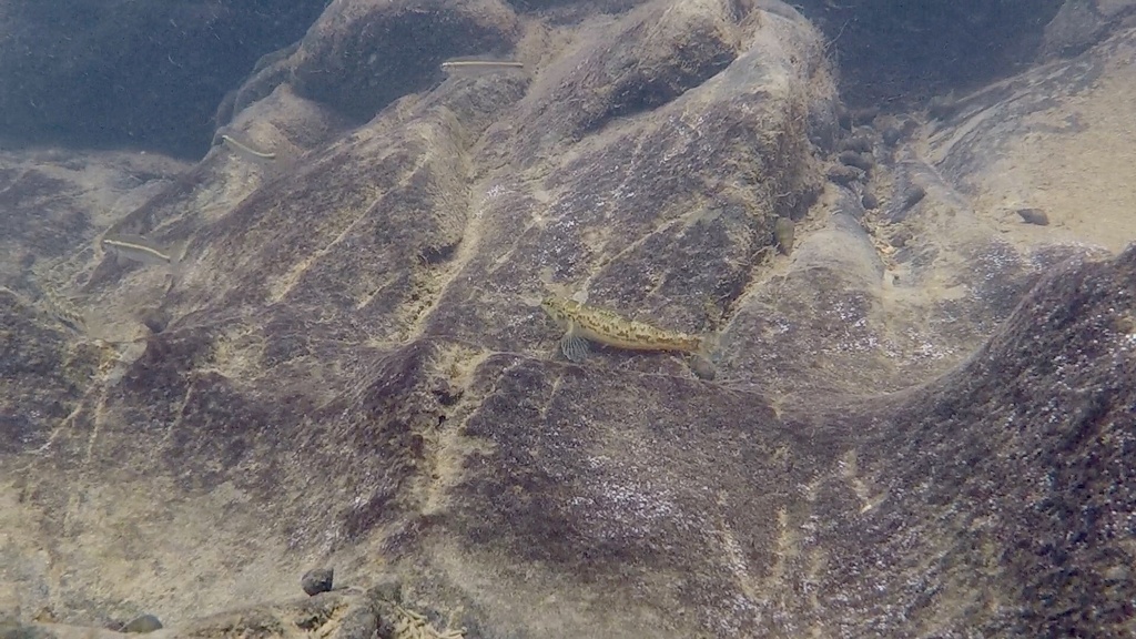 Vermilion Darter in July 2023 by Tayton Alvis · iNaturalist