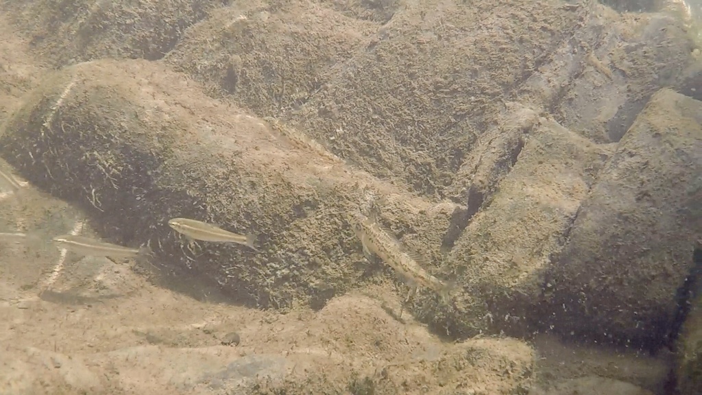 Vermilion Darter in July 2023 by Tayton Alvis · iNaturalist