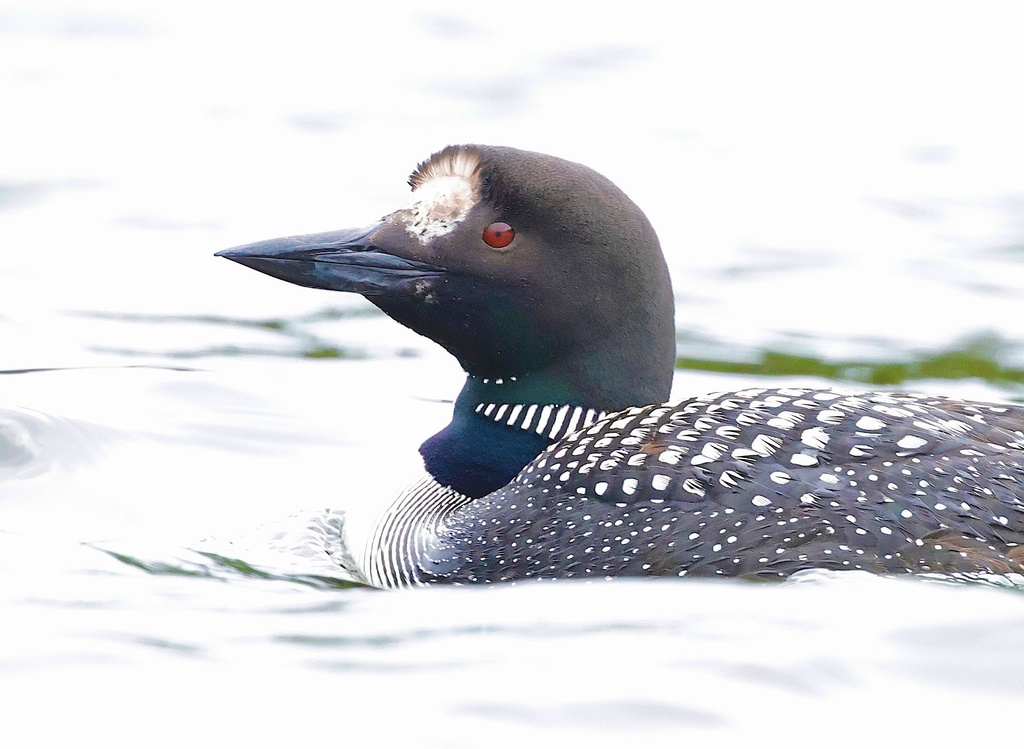 Common Loon from Nagagamisis Lake, Algoma, Unorganized, North Part, ON ...
