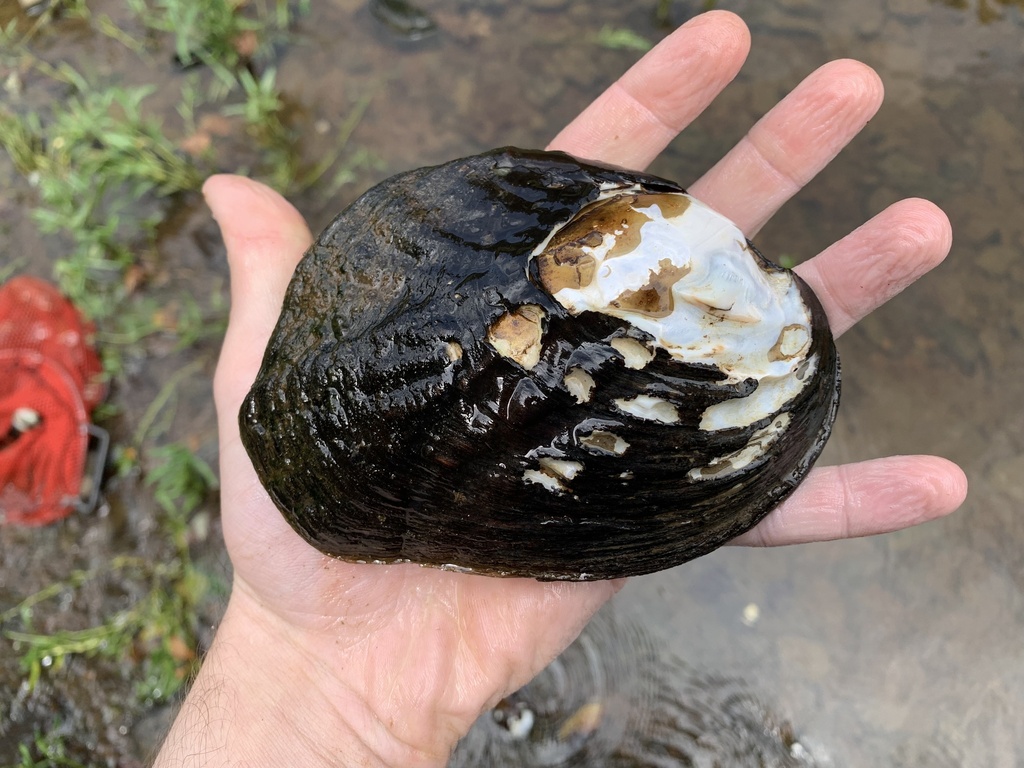 Three-ridge Mussel from Ouachita National Forest, Waldron, AR, US on ...