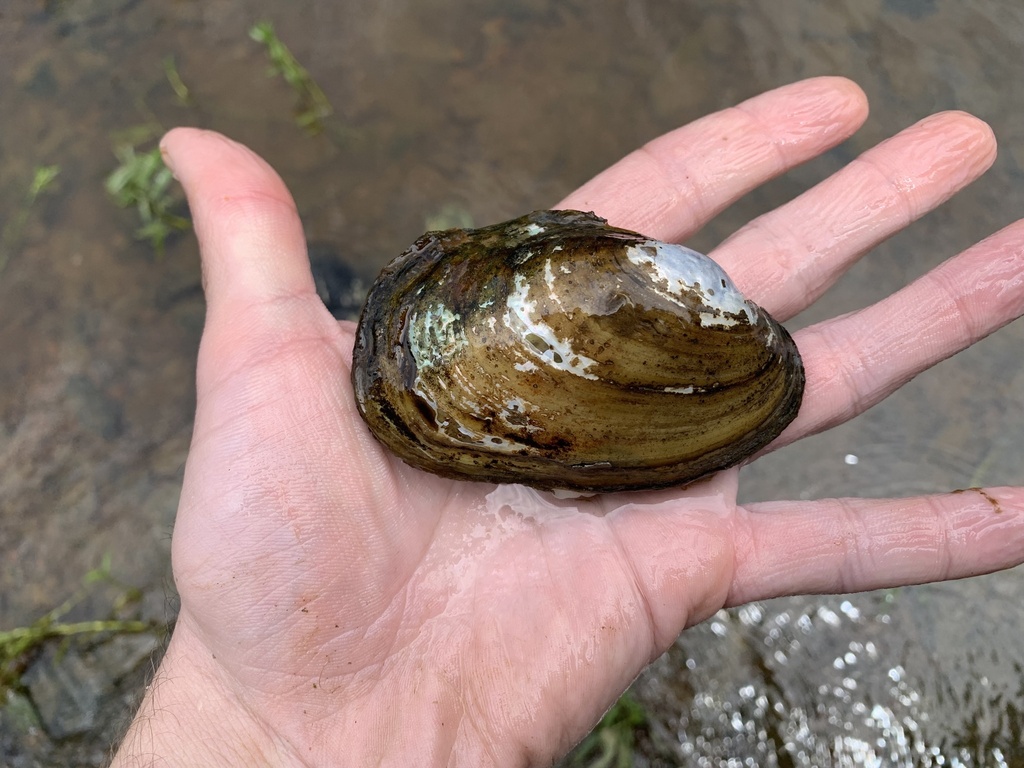 Fragile Papershell from Ouachita National Forest, Waldron, AR, US on ...