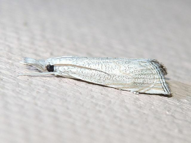 Scaled Haimbachia Moth in July 2023 by privatenoaccess · iNaturalist