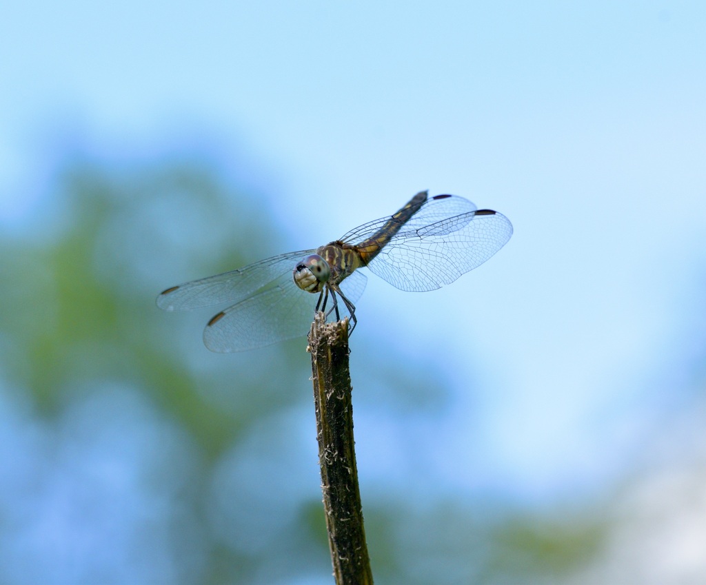 Blue Dasher from 320 Browns Trace Rd, Jericho, VT 05465, USA on July 28 ...
