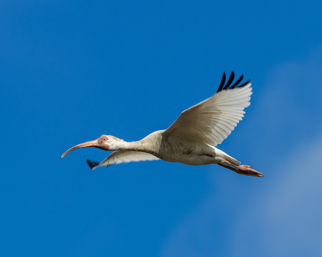 White Ibis from Beaufort County, SC, USA on July 29, 2023 at 08:10 AM ...
