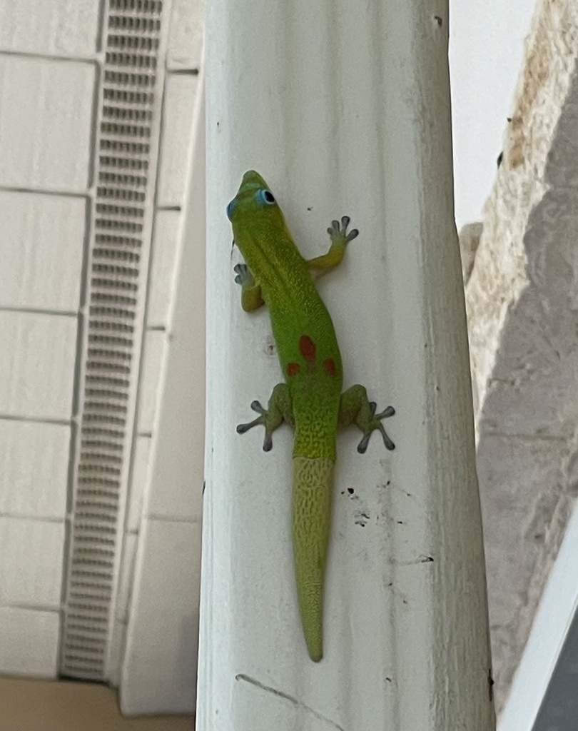 Gold Dust Day Gecko from North Pacific Ocean on July 29, 2023 at 10:07 ...