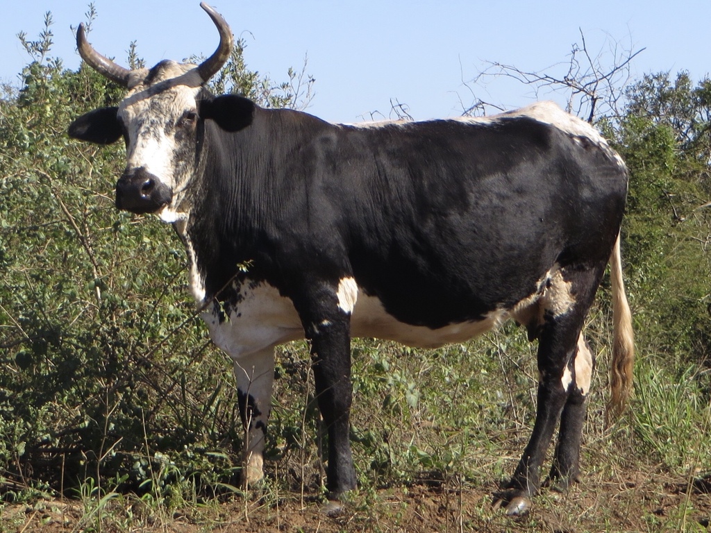 Taurine × Indicine Cattle (Bos indicus × taurus) - Know Your Mammals