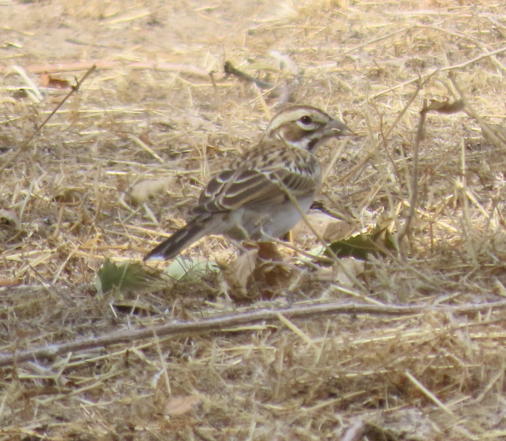 Lark Sparrow from Antelope Island, Utah, USA on July 29, 2023 at 10:00 ...