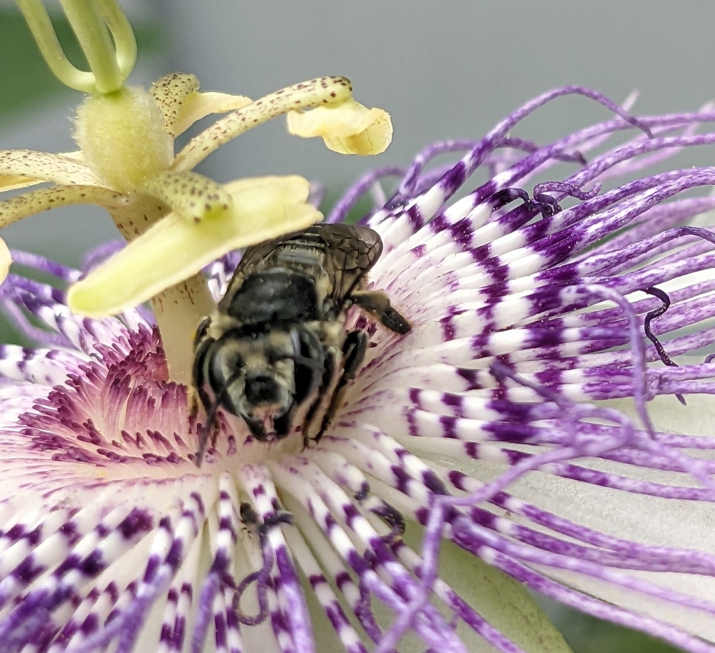 Flat-tailed Leafcutter Bee from Greenwood, SC 29646, USA on July 29 ...