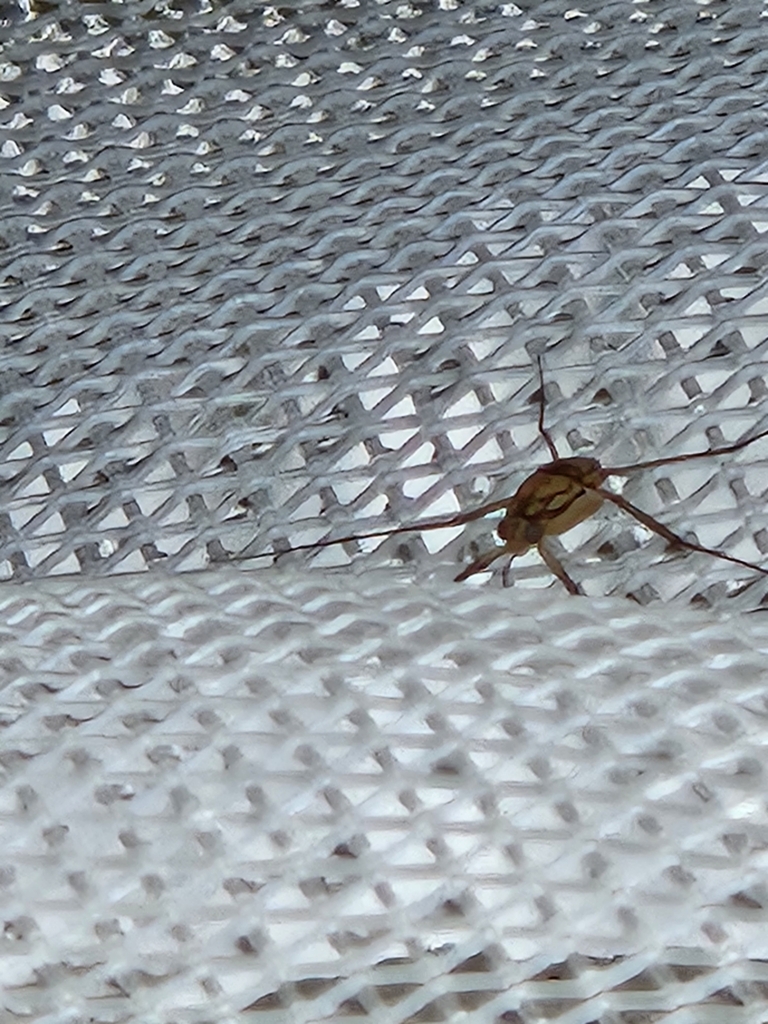 Trepobates from North Willow Farms, Indianapolis, IN 46260, USA on July ...