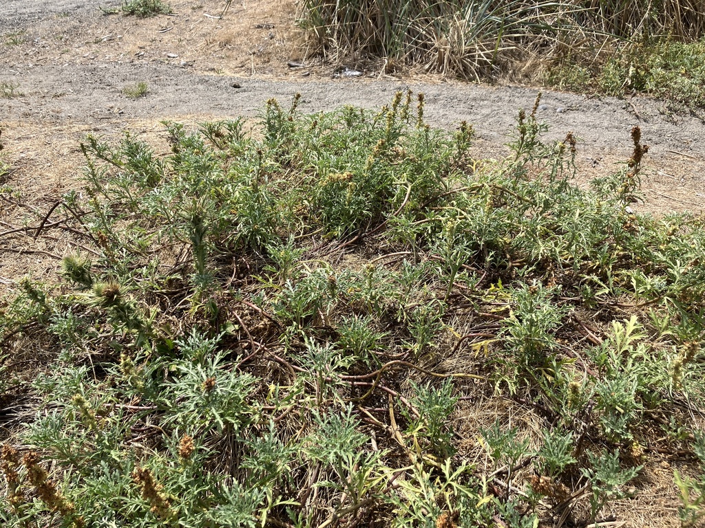 silver beachweed from Marina Beach Park, Edmonds, WA, US on July 29 ...