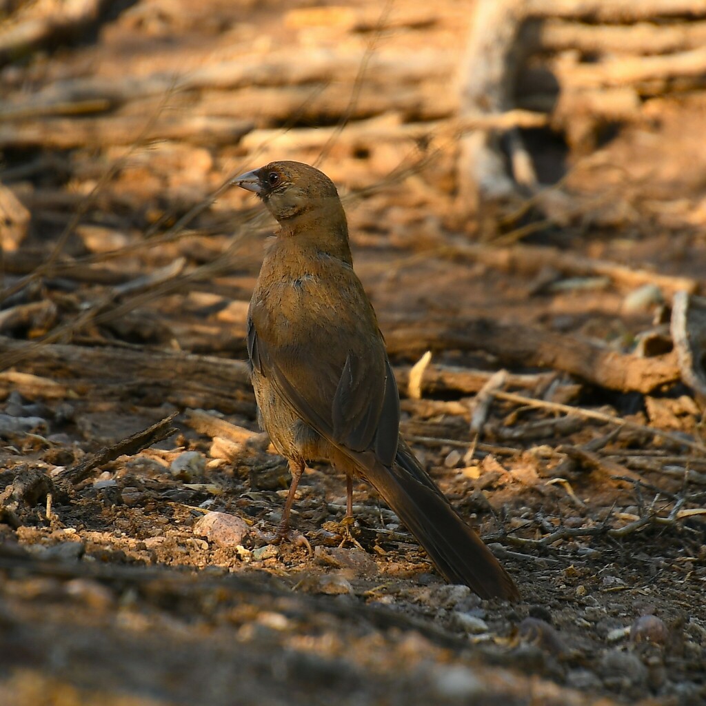 Abert's Towhee from Flowing Wells, Tucson, AZ, USA on July 29, 2023 at ...