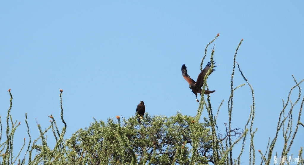 Harris's Hawk from Cuencamé, Dgo., México on July 29, 2023 at 10:43 AM ...