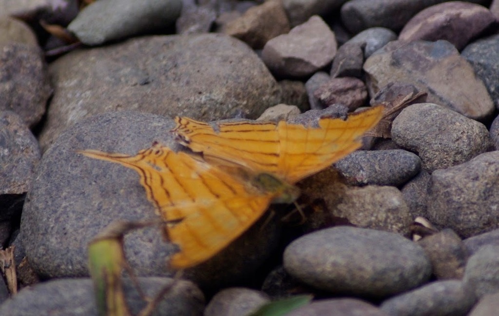 Orange Daggerwing from Puntarenas Province, Quepos, Costa Rica on July ...