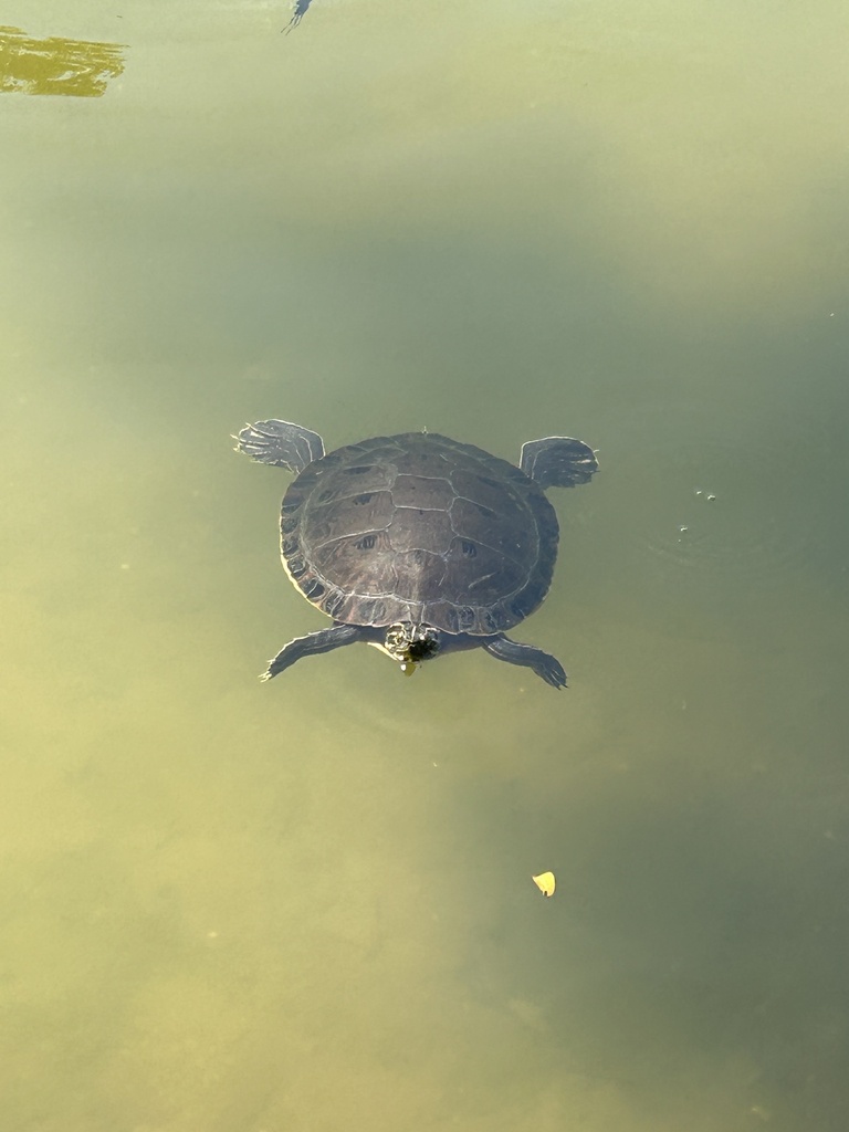 Deirochelyine Turtles from Memorial Hwy, Lake Lure, NC, US on July 29 ...