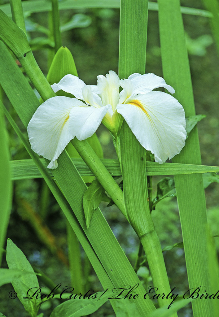 Louisiana Irises from Bolivar Peninsula, TX, USA on April 2, 1998 at 12 ...