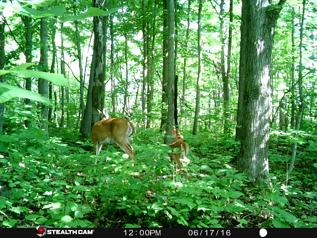 White-tailed Deer from Kenyon Conc 5, North Glengarry, ON, CA on June ...