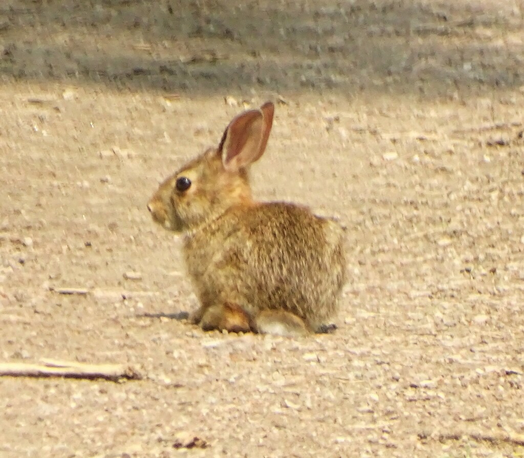 Eastern Cottontail from SMNA, Colchester, VT 05446, USA on July 17 ...