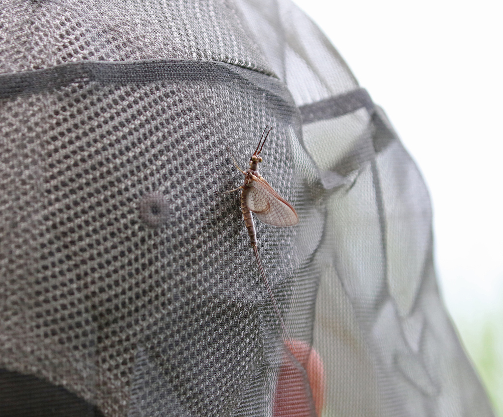 Giant Mayflies from Keweenaw County, MI, USA on June 29, 2023 at 05:31 ...
