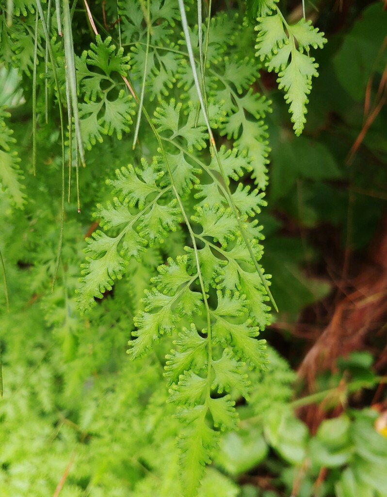 Japanese climbing fern from Mountain Park, GA, USA on July 29, 2023 at ...