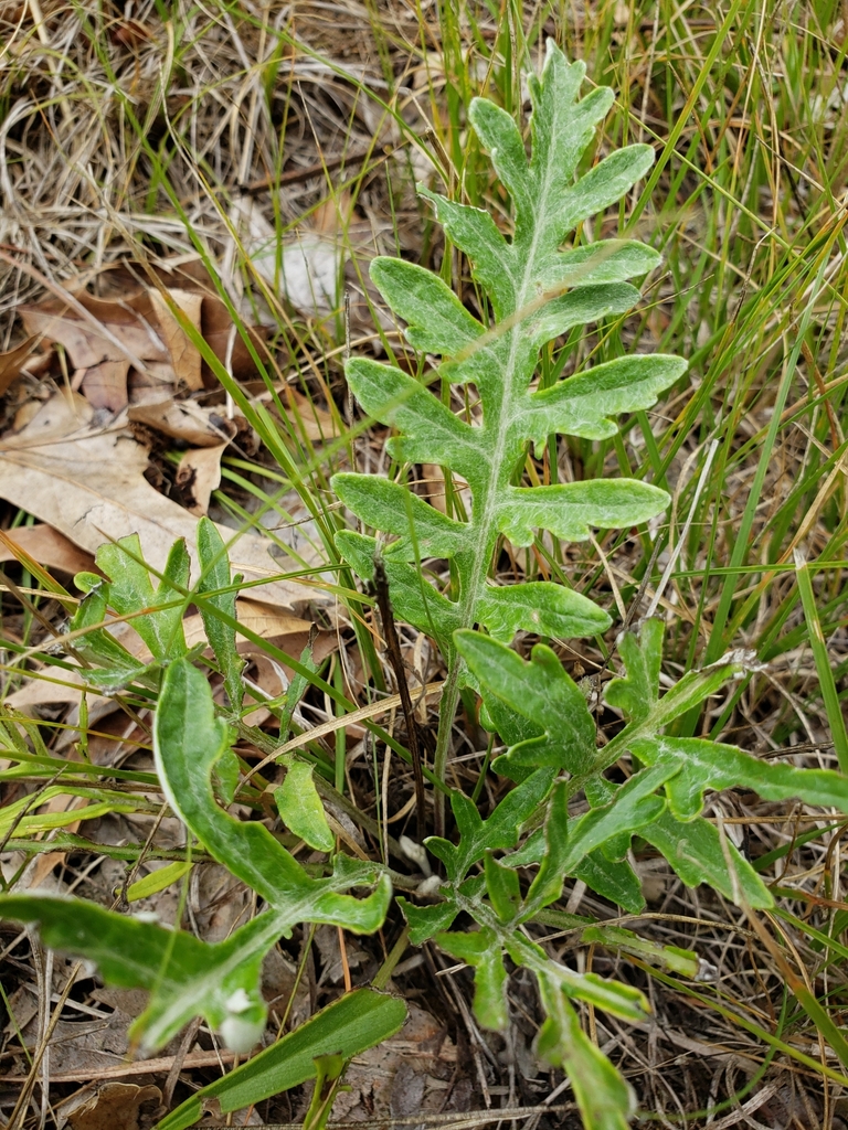 Carolina Woollywhite in July 2023 by Erin Faulkner · iNaturalist