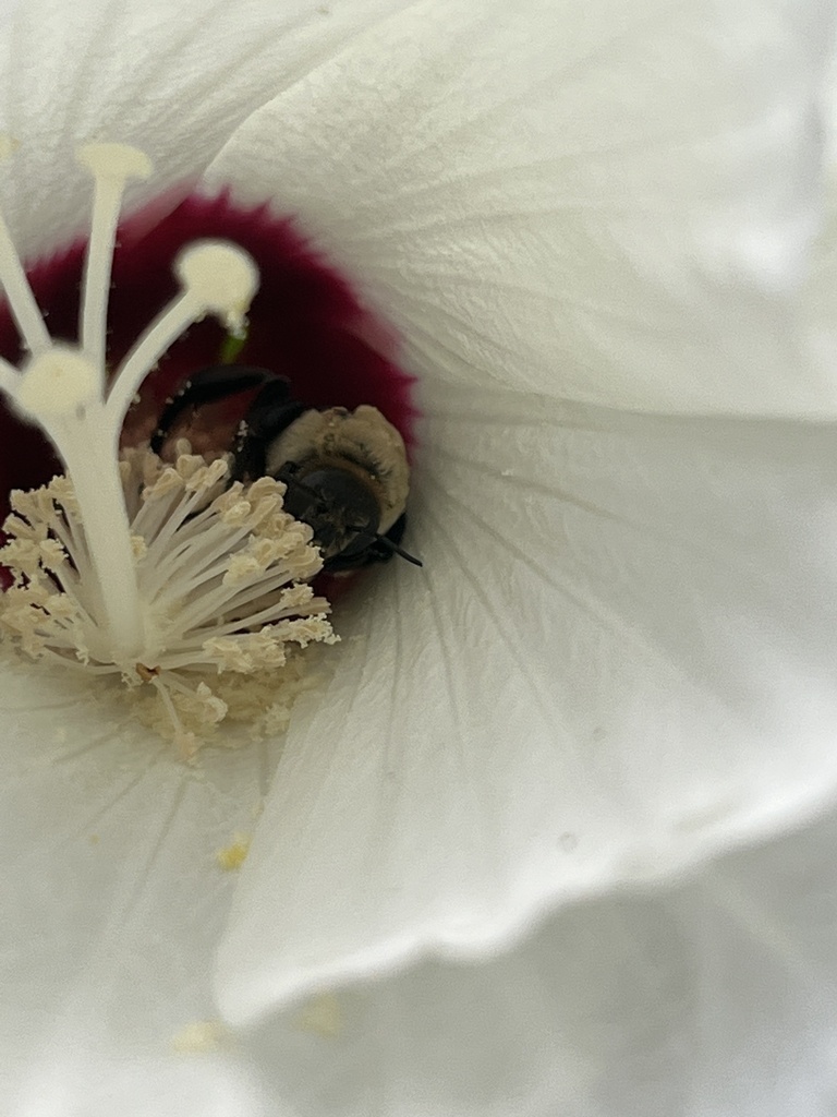 Hibiscus Turret Bee from Blackjack Rd, Starkville, MS, US on July 29 ...