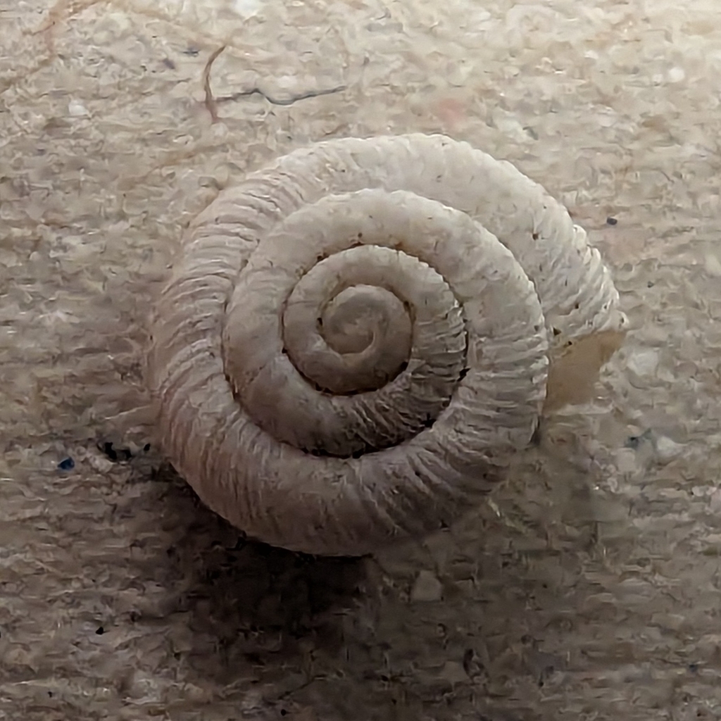 Candidula rhabdotoides from Prespes 530 77, Greece on July 24, 2023 at ...