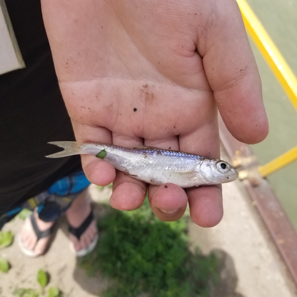 Spottail Shiner from Lambton County, ON, Canada on July 29, 2023 at 02: ...