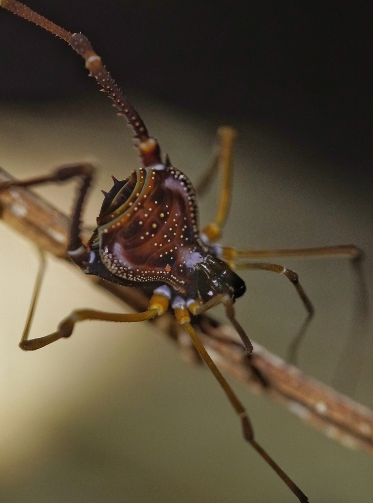 Sadocus asperatus from Concepción, Bío Bío, Chile on July 25, 2023 by ...