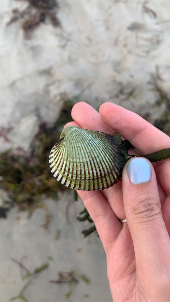 Nuttall's Cockle from Barnstable on July 29, 2023 at 06:21 PM by ...