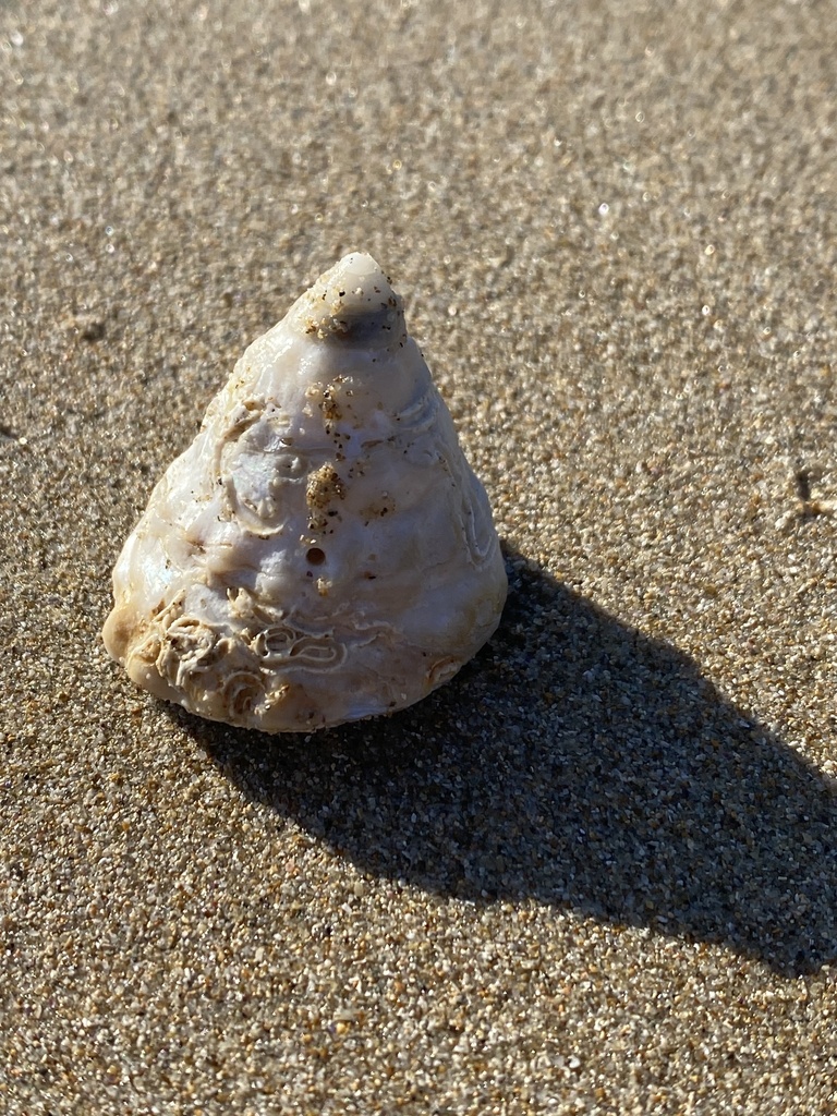 Common Tent Shell from Tasman Sea, Mullaway, NSW, AU on July 30, 2023 ...