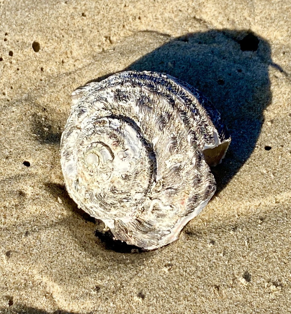 Rough turban shell from Solitary Islands Marine Park, Arrawarra ...