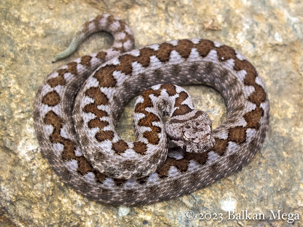 Nose-horned Viper in July 2023 by Balkan Mega · iNaturalist