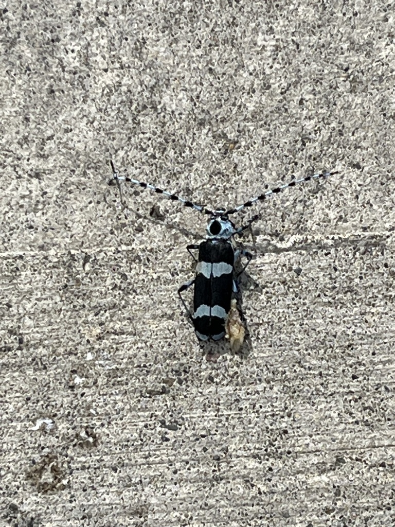 Banded Alder Borer from Olympia Ave NE, Olympia, WA, US on July 29 ...