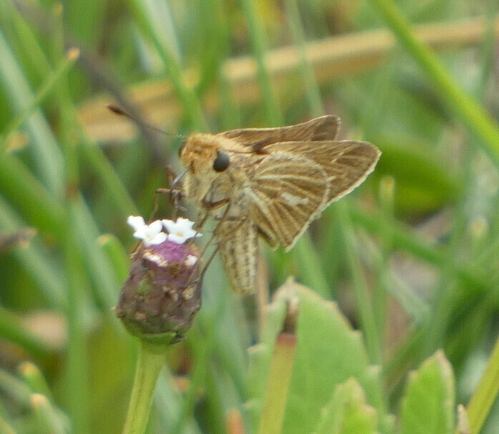 Salt Marsh Skipper from Florida, Pinellas, Tarpon Springs, North ...