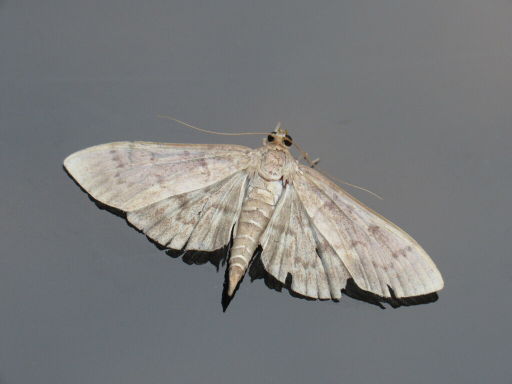 Serpentine Webworm Moth from Bellbrook, Greene County, OH, USA on July ...