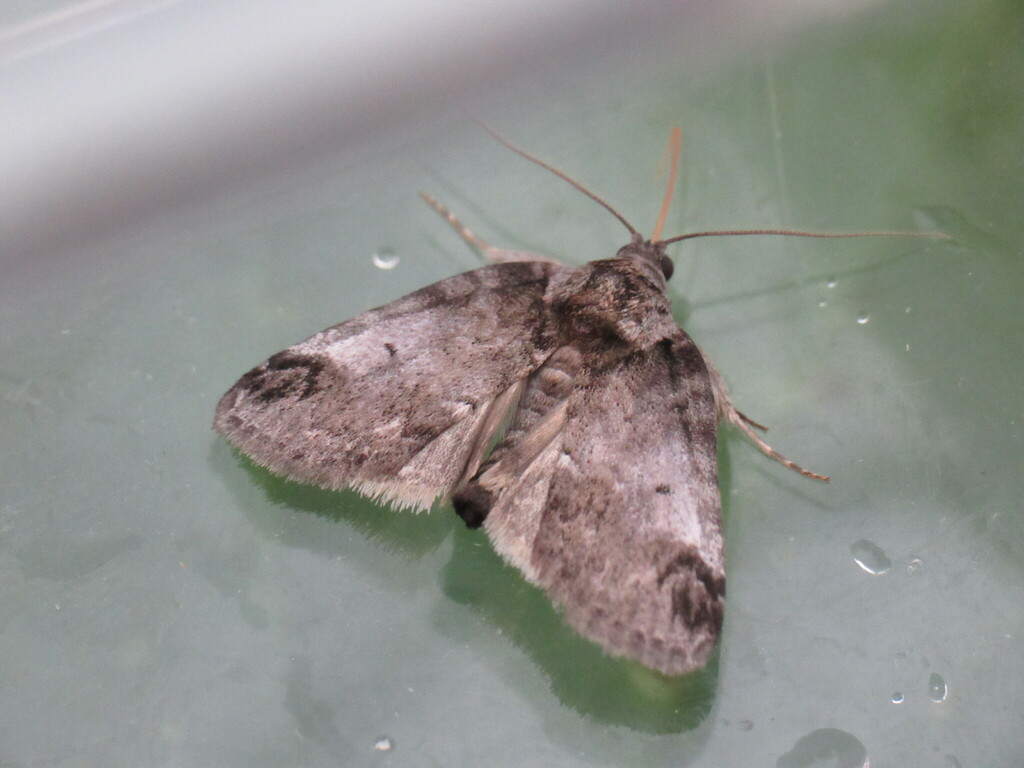 Sleeping Baileya Moth from Bellbrook, Greene County, OH, USA on July 28 ...