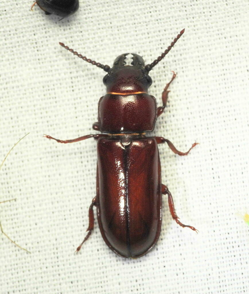 Pole Borer from Natural Area Preservation headquarters, Ann Arbor, MI ...