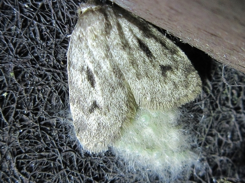 Aemene copaeninsulana · iNaturalist