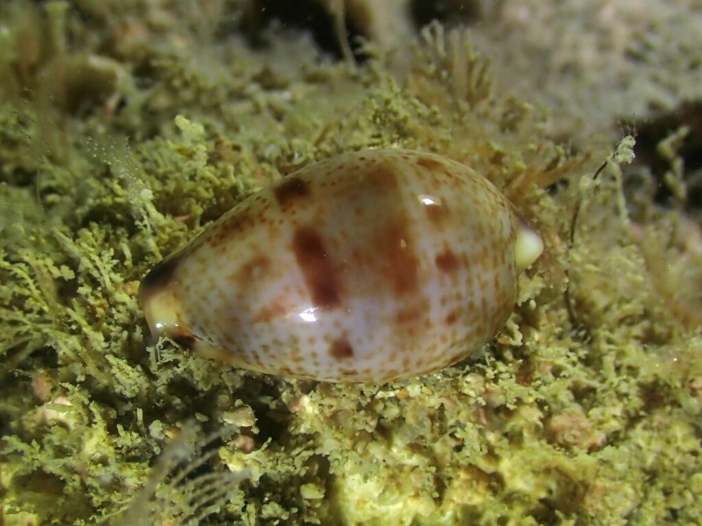 Walker's cowrie from West, SG on July 29, 2023 at 08:46 PM by Tsu Soo ...