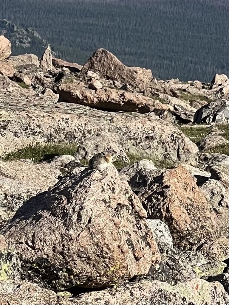 American Pika from Rocky Mountain National Park, Estes Park, CO, US on ...