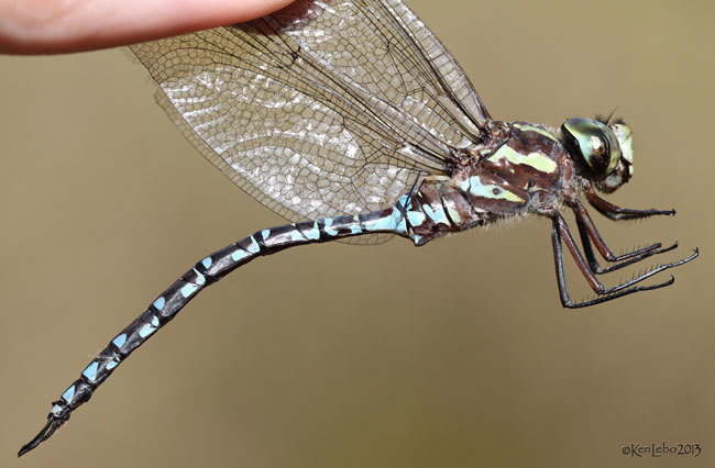 Green-striped Darner from Berks County, PA, USA on September 28, 2013 ...