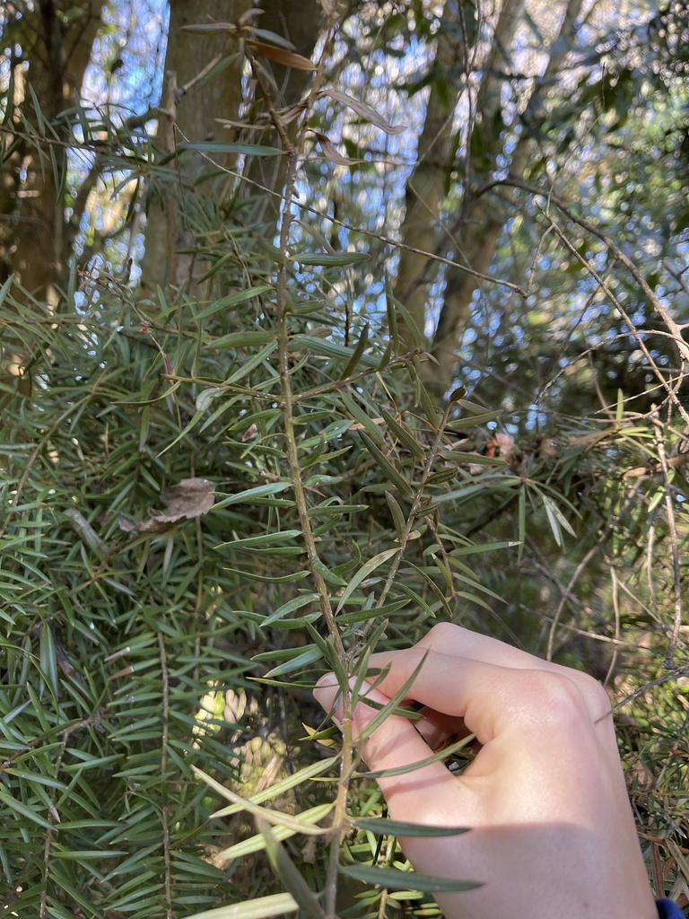 totara from Te Waipounamu/South Island, Christchurch, Canterbury, NZ on ...