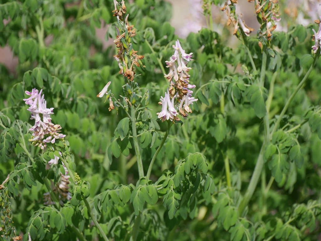 Fitweed from Delta County, CO, USA on July 24, 2023 at 04:32 PM by ...