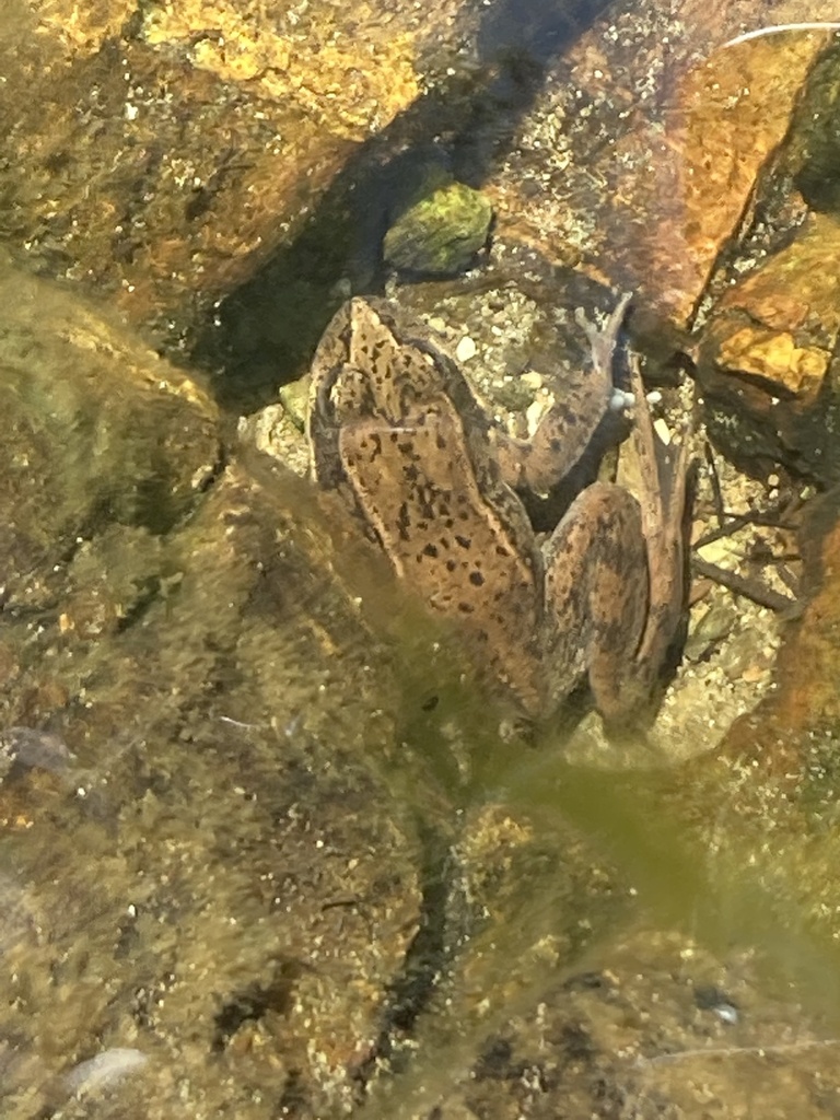 Northern Red-legged Frog from Peden Lake, Capital, BC, CA on July 29 ...