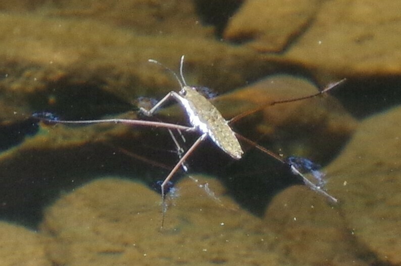 Common Water Strider from Montgomery County, PA, USA on July 29, 2023 ...