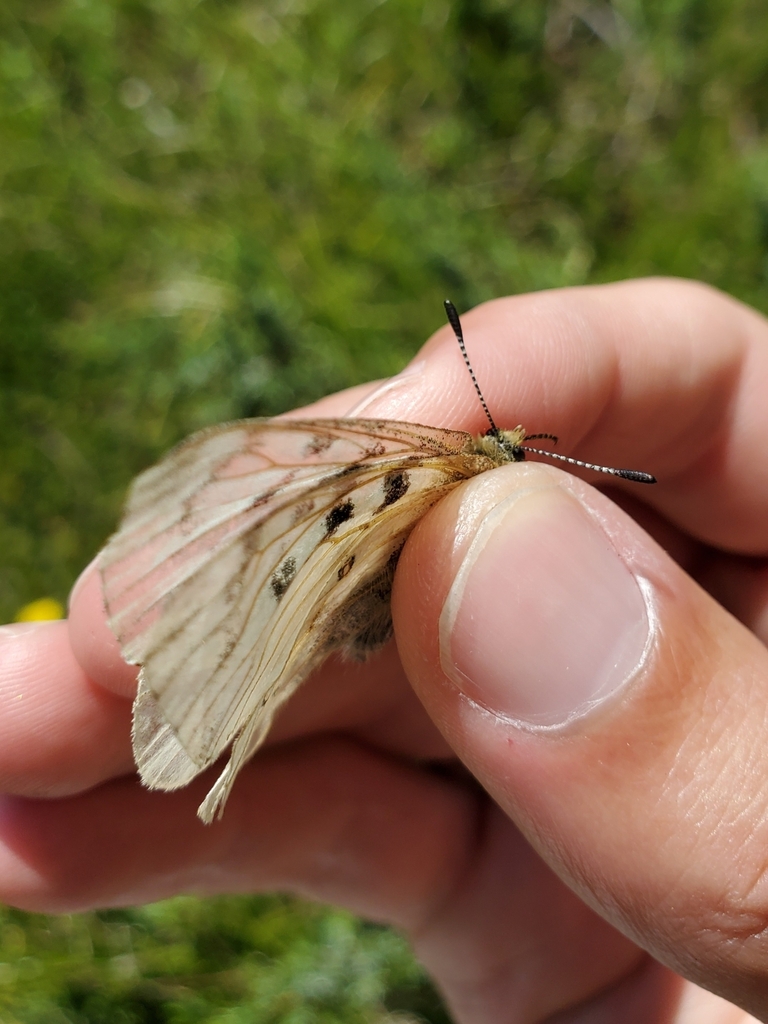 Rocky Mountain Parnassian from Keremeos, BC V0X 1N6, Canada on July 29 ...