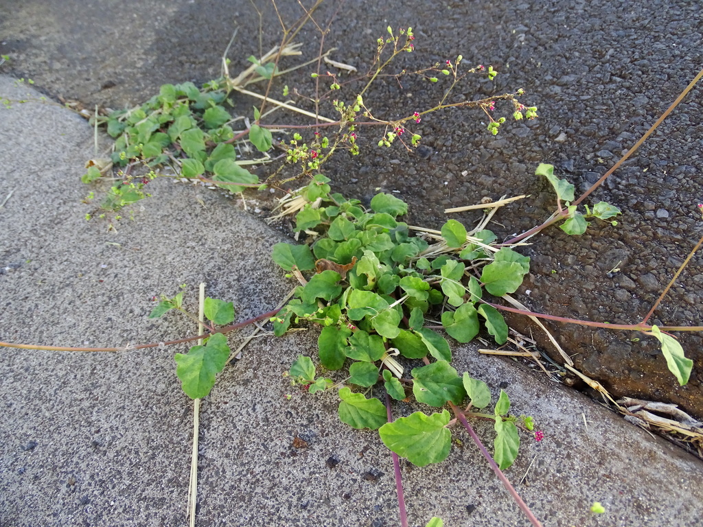 scarlet spiderling (Plants of Dallas/Fort Worth) · iNaturalist