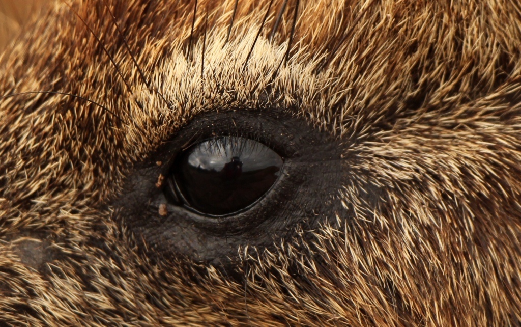 Hyraxes (Hyracoidea) - Know Your Mammals