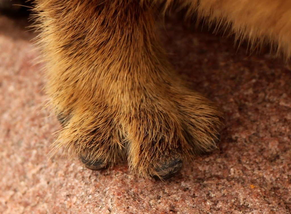 Hyraxes (Hyracoidea) - Know Your Mammals